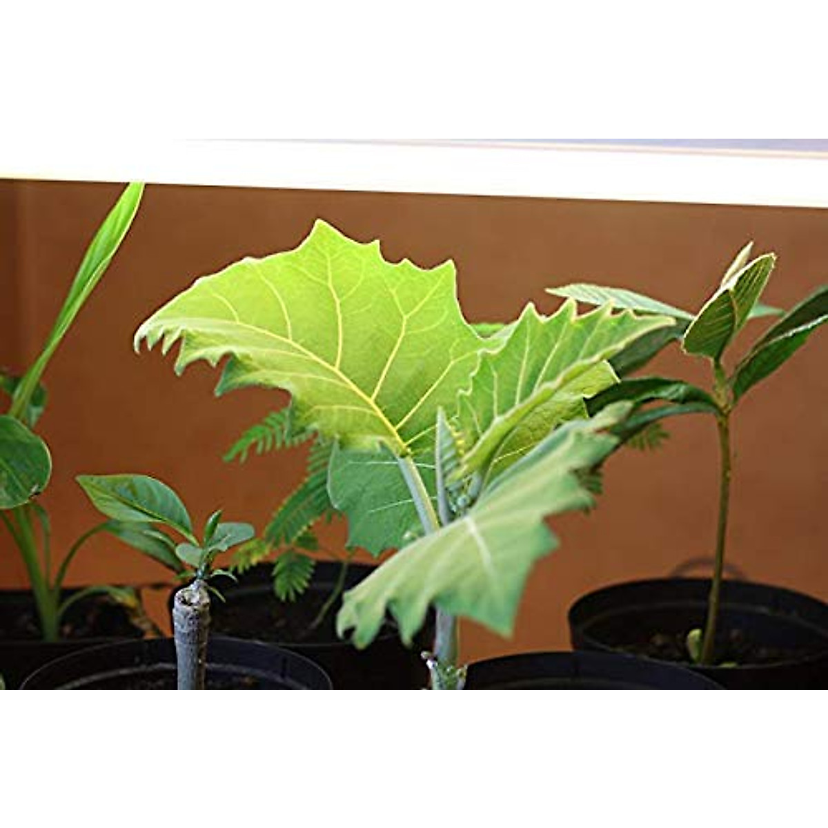 1203-Cocono (Solanum Topiro) Seeds by Robsrareandgiantseeds UPC0764425788560 Non-GMO,Organic,Historic Plants, Bonsai, Tropical Fruit,1203 Package of 5 Seeds