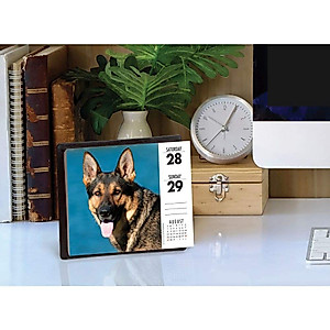 Just German Shepherds 2021 Box Calendar (Dog Breed Calendar)