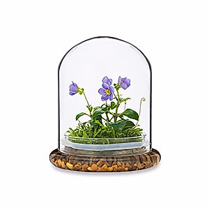 Award Winning: Persian Violet with Sundew Moss - Live Flower Terrarium in Self Sustaining Glass Jar, Maintenance Free and Blooms All-Season, Great Unique Gift and Home Decor, 100% Growth Guarantee