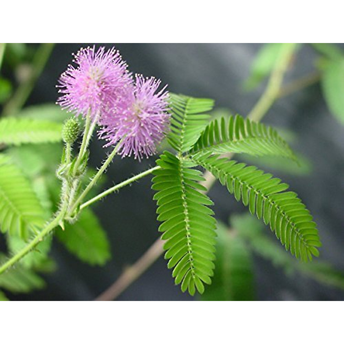 TickleMe Plant Seeds Packets (2) Party Favor! Leaves Fold Together When You Tickle It. Great Science Fun, Easy to Grow Indoors. It Can Flower. Include 10 Activities. Re-Opens in Minutes!