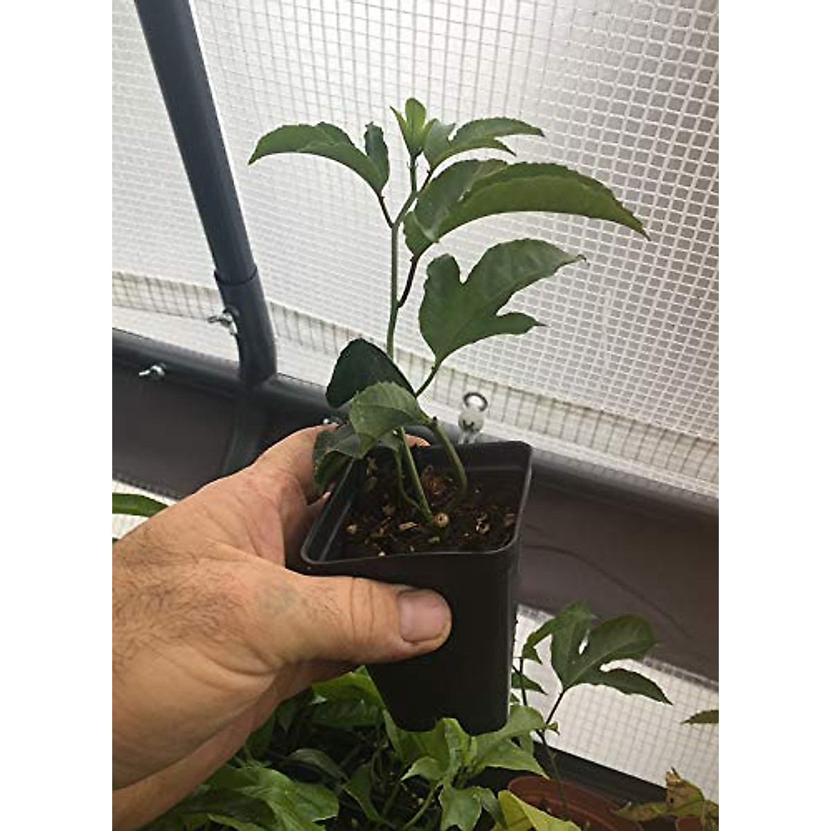 Cold Hardy 'Red Rover' Edible Passiflora Edulis - Edible Purple Passion Flower Fruit Vine - Live Plant