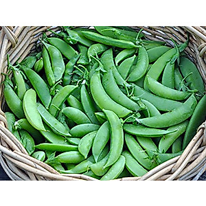30 Sugar Snap Pea Seeds for Planting Heirloom Non GMO 7+ Grams Garden Vegetable Bulk Survival