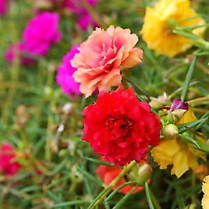 KVITER Portulaca Grandiflora Seed Mix Garden Purslane Double Flower Moss Rose About 1100 Seeds