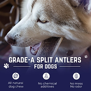 Devil Dog Pet Co. Split Elk Antlers for Dogs, 1 Pack, Medium 5”+, Grade A Long Lasting Dog Bones for Aggressive Chewers, Premium USA Naturally Shed Antler Dog Chew – No Odor, Dog Antler Chews
