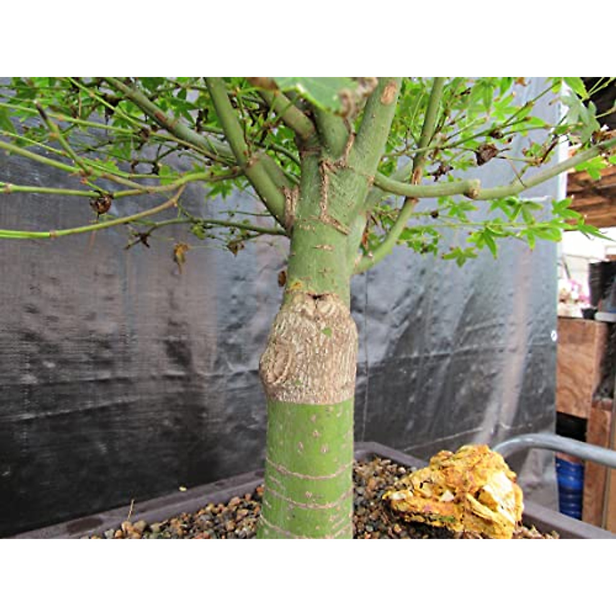 48 Year Old Dwarf Japanese Maple Bonsai Tree