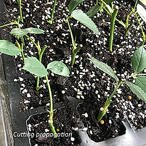 Gardzen 5-Set Garden Propagator Set, Seed Tray Kits with 200-Cell, Seed Starter Tray with Dome and Base 15" x 9" (40-Cell Per Tray)