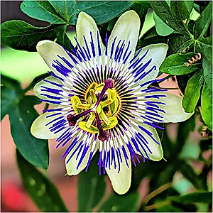 QAUZUY GARDEN- 10 Rare Blue Crown Passiflora Caerulea Seeds Passion Flower Attractive Fragrant Ornamental Vine for Garden Fast- Growing Attract Pollinators