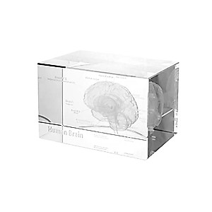 QWORK 3D Human Brain Anatomical Model, Laser Etching Crystal Glass Cube Science Gift Paperweight (LED Base not Included), 3.1(L) x2(W) x2(H) inches