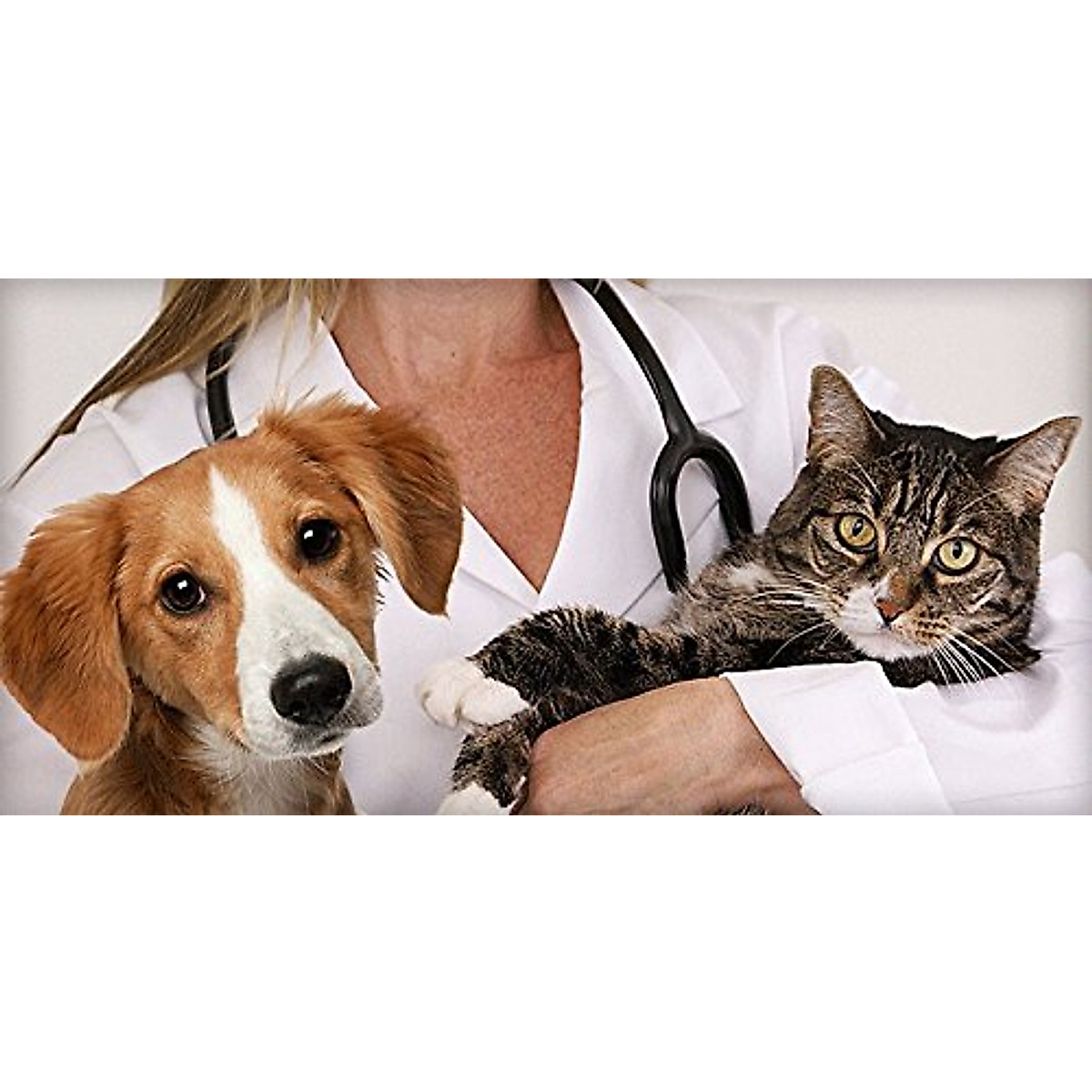 Joint Supplements for Cats - Omega 3 for Pets - CAT and Dog Treats - Premium Healthy Supplement - cat omega3-360 Softgels (2 Bottle)