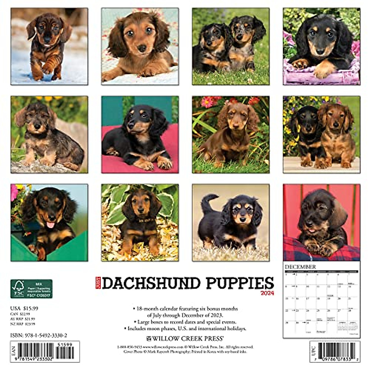 Willow Creek Press Dachshund Puppies Monthly 2024 Wall Calendar (12" x 12")