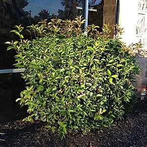 CHUXAY GARDEN 5 Seeds Osmanthus Fragrans,Sweet Osmanthus,Sweet Olive,Tea Olive, Fragrant Olive Orange Small Tree Evergreen Shrub Grows in Garden and pots