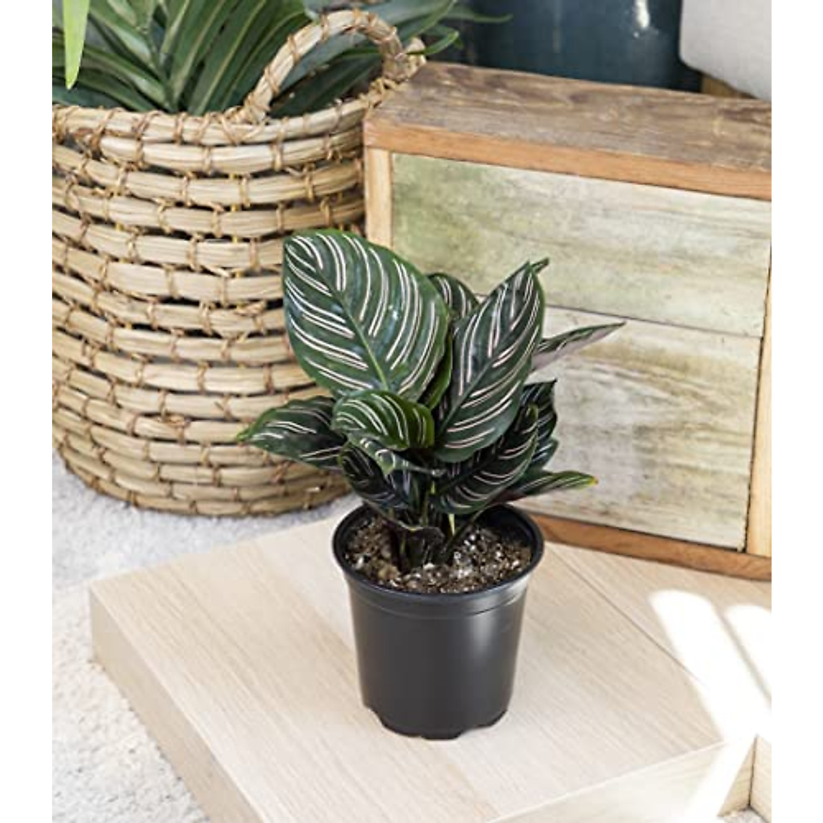 Calathea Plant Live Prayer Plant Live Indoor Plant, Calathea Live Plant Live House Plant Live Plants Indoor, Live Indoor Plants Live Houseplants Live Prayer Plants Live House Plants by Plants for Pets