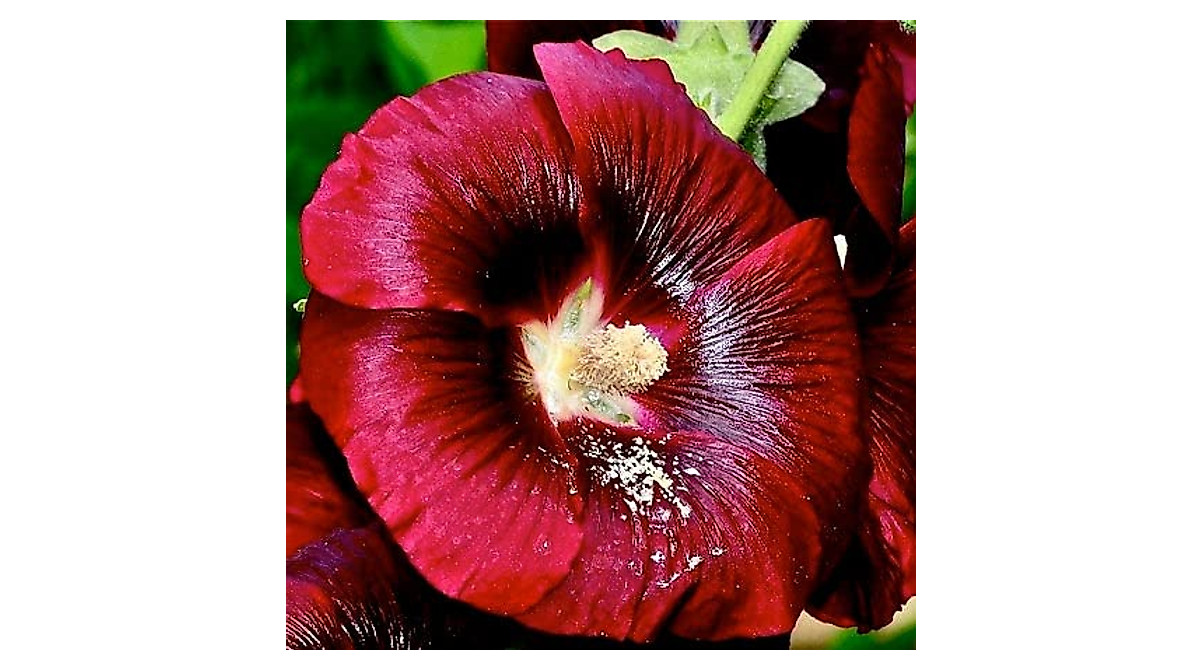 Hollyhock Seeds - Red Flowering Pollinator Plants for Gardens