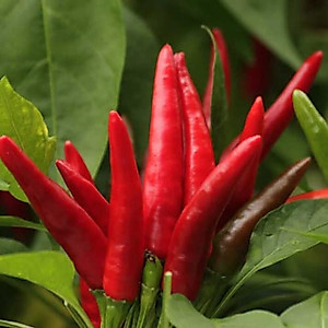 50 Thai Hot Pepper Seeds Planting Ornaments Perennial Garden Simple to Grow Pot Gifts