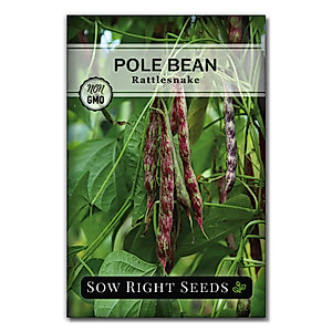 Sow Right Seeds - Rattlesnake Pole Bean Seeds for Planting - Non-GMO Heirloom Packet with Instructions to Plant an Outdoor Home Vegetable Garden - Stringless Variety - Tender with Purple Streaks (1)