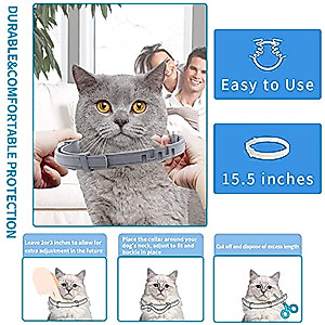 Advanllent Flea Collar for Cats, Flea and Tick Collars for Cats and Kittens, 8 Month Protection, Gray