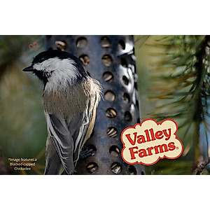 Valley Farms Striped Sunflower Wild Bird Seed for Outside Feeders, Striped Sunflower Seeds for Birds, Sunflower Wild Bird Food (25 LBS)