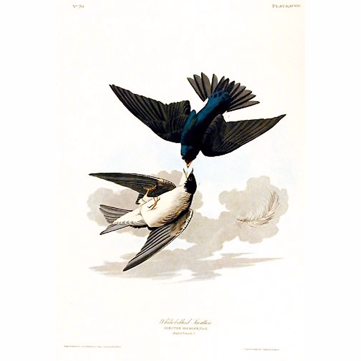 White-bellied Swallow. From"The Birds of America" (Amsterdam Edition)