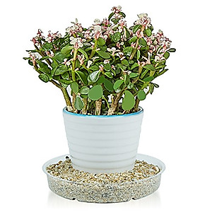 Idyllize 10 Piece of 12 inch Clear Plastic Plant Saucer Drip Trays for pots (12")