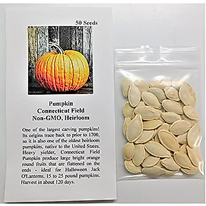 David's Garden Seeds Pumpkin Connecticut Field 8567 (Orange) 50 Non-GMO, Heirloom Seeds