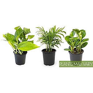 Essential Houseplant Collection (3PK) Live Plants Indoor Plants Live Houseplants in Plant Pots, Easy House Plants Indoors Live, Snake Plant, Pothos in Potting Soil, Clean Air Plants by Altman Plants