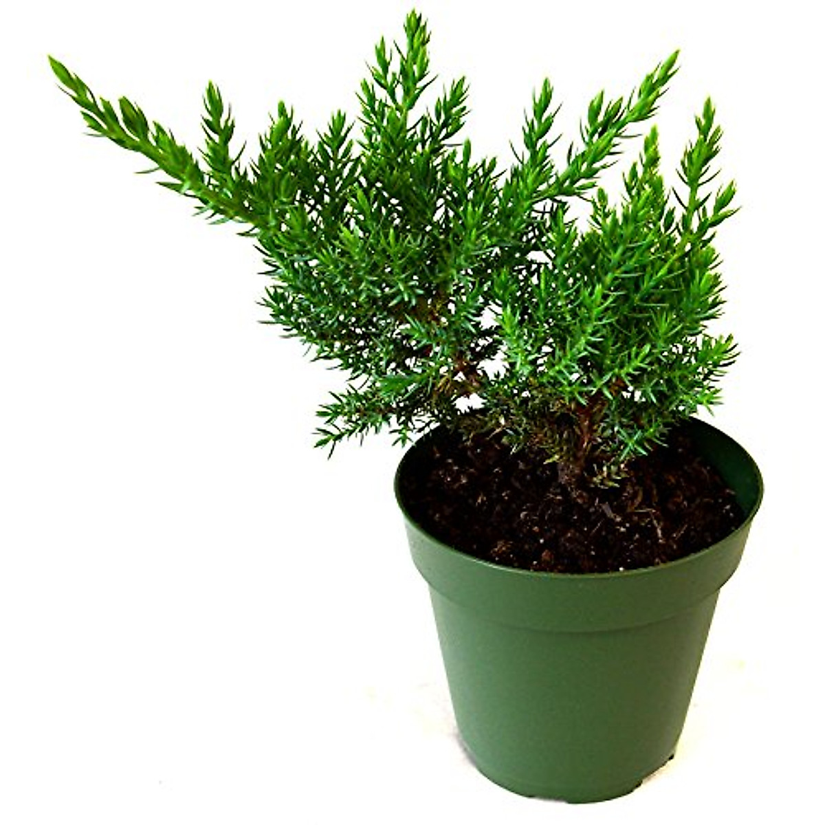 9Greenbox Juniper Procumbens Nana Bonsai Starter Plant,3 Pound (Pack of 3)