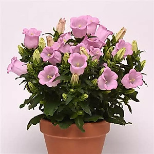 CHUXAY GARDEN Campanula Medium 'Champion Pink',Canterbury Bells Seed 200 Seeds Annual Flowering Plants Excellent Addition to Garden Easy Grow