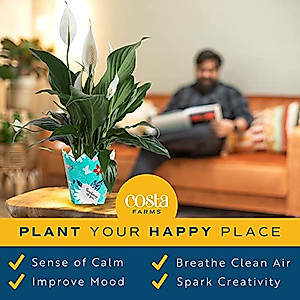 Costa Farms Peace Lily Live Plant, Indoor Houseplant with White Flowers, Room Air Purifier in Thinking of You Gift Wrap Planter, Potting Soil, Gift Idea for Mom, Dad, Family, Friends, 15-Inches Tall