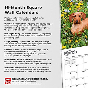 Dachshunds | 2023 12 x 24 Inch Monthly Square Wall Calendar | Foil Stamped Cover | BrownTrout | Animals Dog Breeds DogDays
