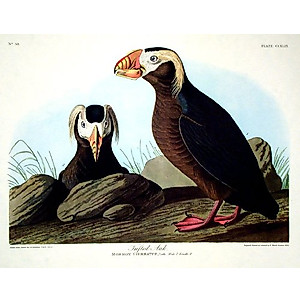 Tufted Auk. From"The Birds of America" (Amsterdam Edition)