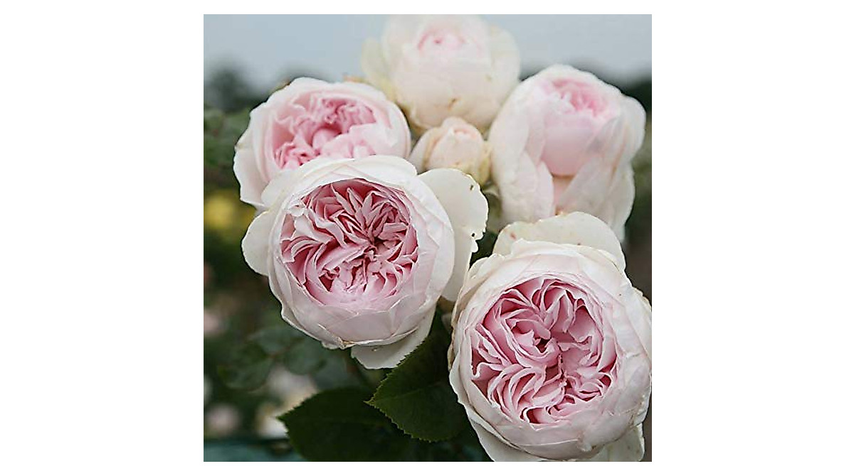 Heirloom Roses Earth Angel: Fragrant Pink Floribunda Rose