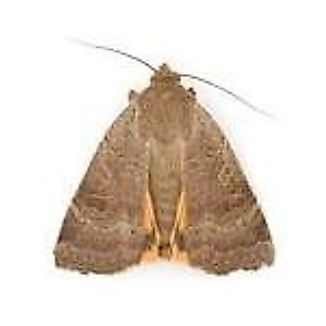 Supply Guru MothGuard 3 Pack of 5 oz Old Fashioned Original Moth Balls Repellent Closet Clothes Protector, No Clinging Odor, Kills Clothes Moths, Eggs, Larvae, and Carpet Beetles (3-Pack of 5 oz)