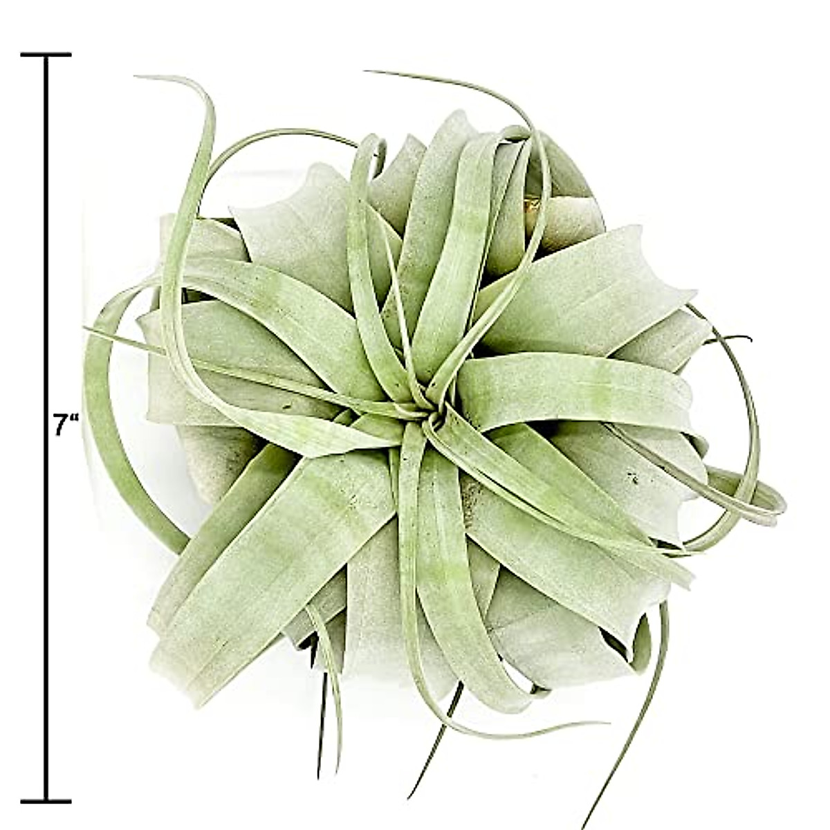 ragnaroc Live Air Plant - Tillandsia Xerographica, Jumbo 6-9” – 1 ct - Ideal for Gifts & Presents, Live Indoor Plants & Live House-Plants – Live Plants for Home décor