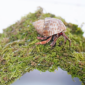 Begeterday Hermit Crab Climbing Toys, 13.5 inch Bendable Climbing Bridge, Ideal Hermit Crab Supplies for 10 Gallon Hermit Crab Tank