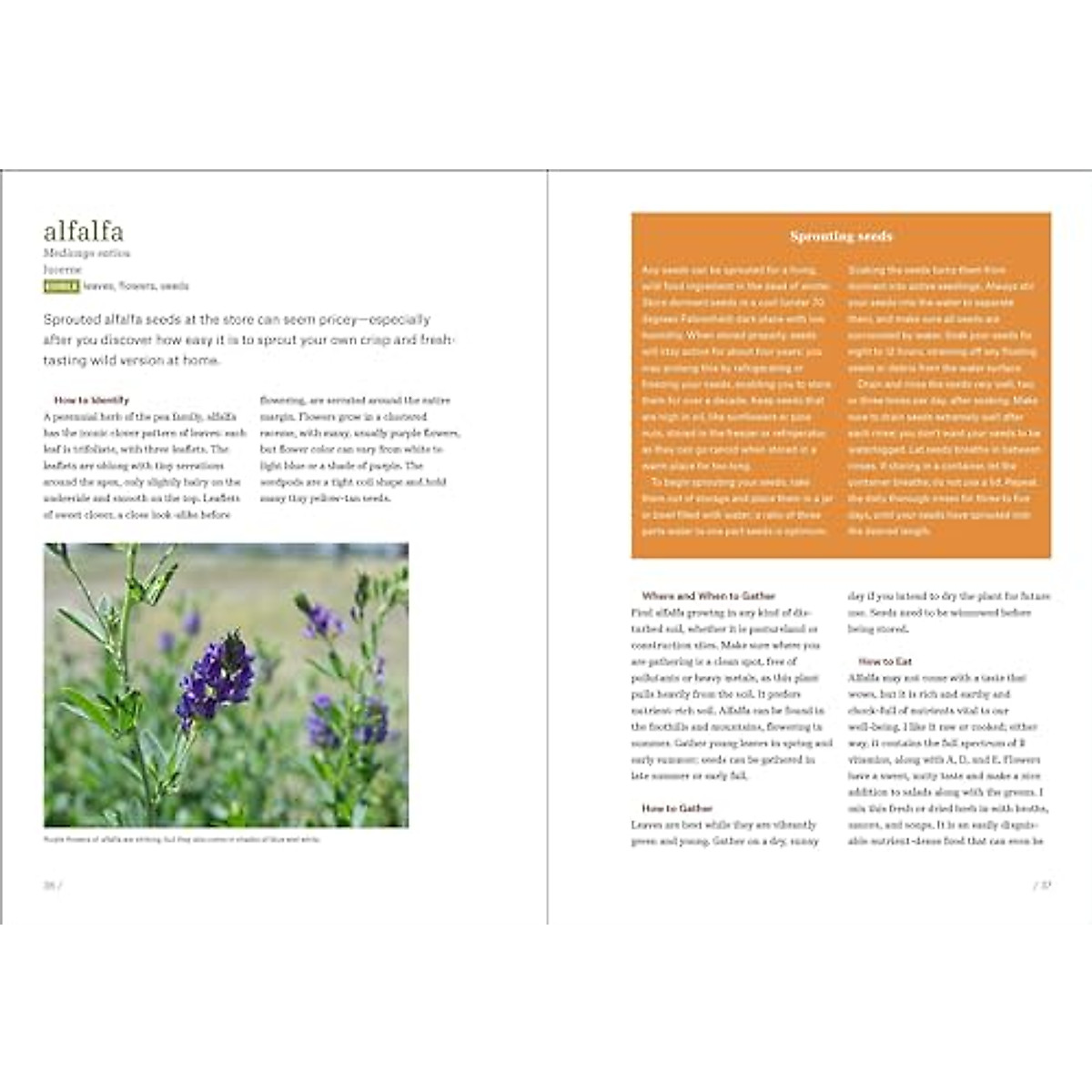 Mountain States Foraging: 115 Wild and Flavorful Edibles from Alpine Sorrel to Wild Hops (Regional Foraging Series)