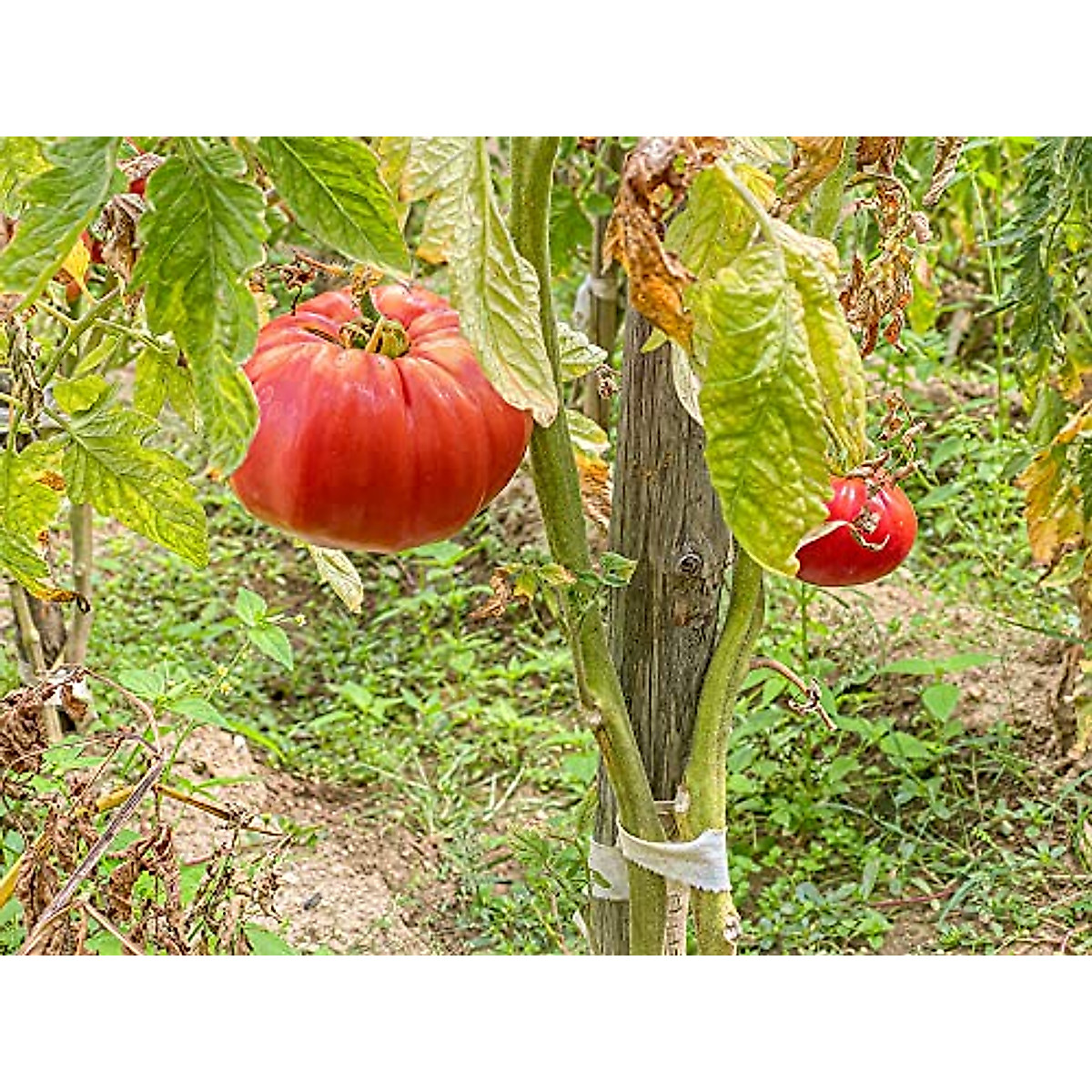 "The Delicious Giant" Beefsteak Tomato Seeds for Planting, 50+ Heirloom Seeds Per Packet, Non GMO Seeds, Botanical Name: Solanum lycopersicum, Can Grow to 1 Pound! Great Gift