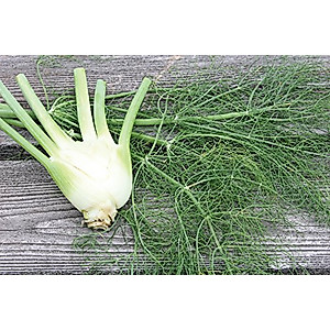 Burpee Orion Hybrid Fennel Seeds 100 seeds