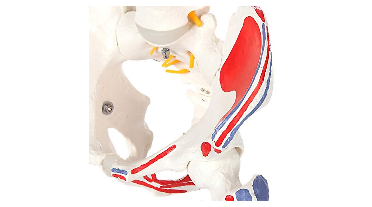 Axis Scientific Life Size Spine Model for Anatomy Study