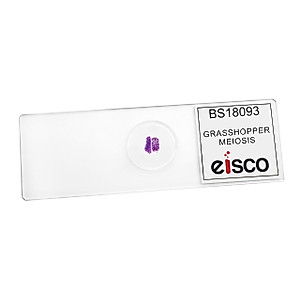 EISCO 10PK Grasshopper Meiosis, Wholemount - Prepared Microscope Slides - Classroom Pack, 10 Slides in Storage Case - Biology & Microscopy