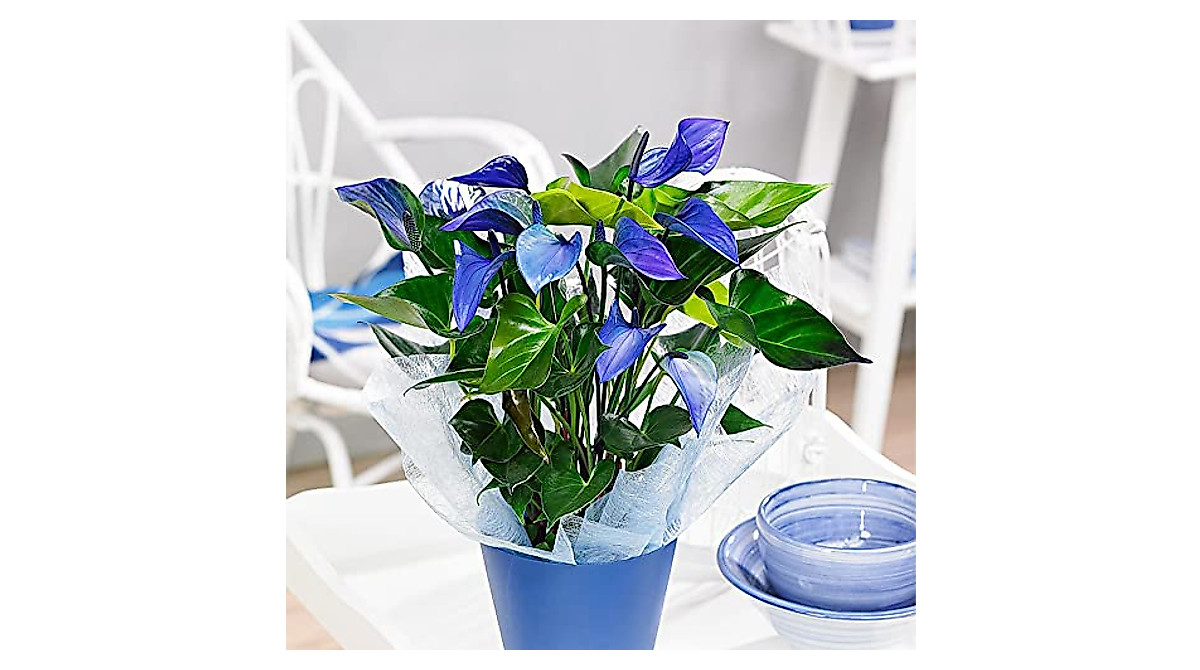 Blue Anthurium Seeds - Easy Grow Exotic Flowers & Air Purifier