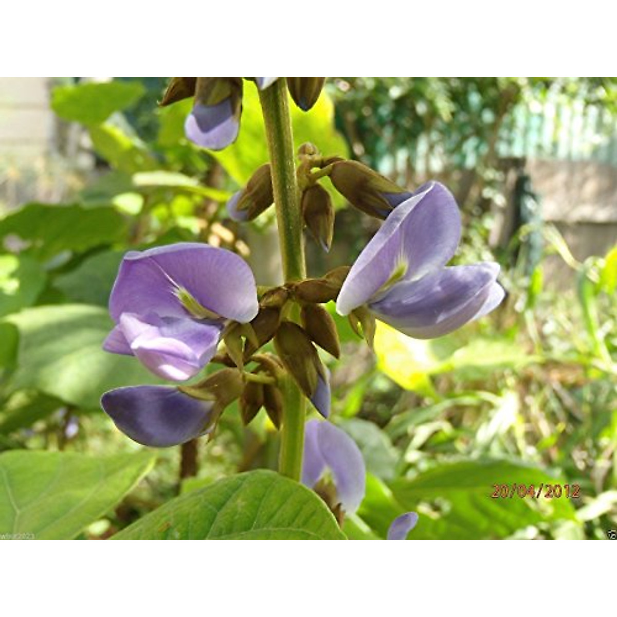 True Jicama Seeds,Pachyrhizus erosus a.K.a,Climbing Yam Bean, Mexican Turnip(40 Seeds)