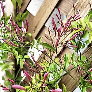 Jasminum Polyanthum Fragrant Mini Starter Plant/Pink budded, White Flowers Jasmine in 2" Pot - California Grown