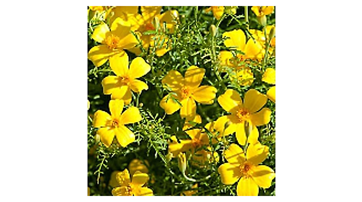 Marigold Lemon Gem Seeds: Grow Vibrant Yellow Flowers!