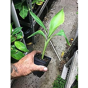 Dwarf Apple Banana - Live Plant - Dwarf Brazillian Banana - Dwarf Hawaiian Apple Banana