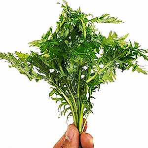 Planterest – Water Wisteria Hygrophila Difformis Bunch Live Aquarium Plant Decorations BUY2GET1FREE