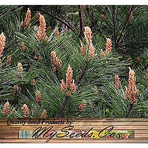 Big Pack Bonsai Tree Seeds - Japanese RED Pine Tree (150 Seeds) - Pinus densiflora Pine Tree Seeds - Non-GMO Seeds by MySeeds.Co (Big Pack - Japanese Red Pine)