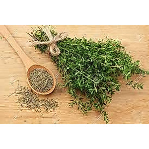 Thyme Herb Seed, NON-GMO, 50 seeds, One of the most useful herbs for the kitchen