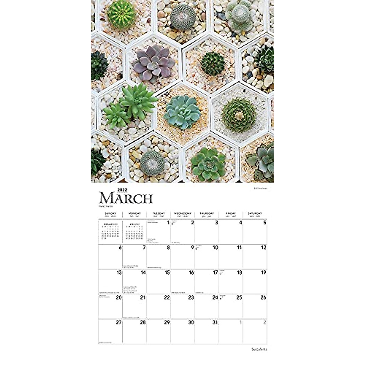 Succulents 2022 12 x 12 Inch Monthly Square Wall Calendar, Plant Garden Agriculture