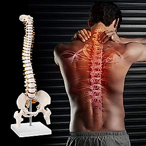 SKUMOD Human Spine Bone Skeleton Model - Human Spine Model for Medical Rehabilitation Training, Anatomical Medical Teaching Tool(15 Inch Tall)
