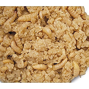 Greater Wax Moth Larvae (Galleria mellonella), Living